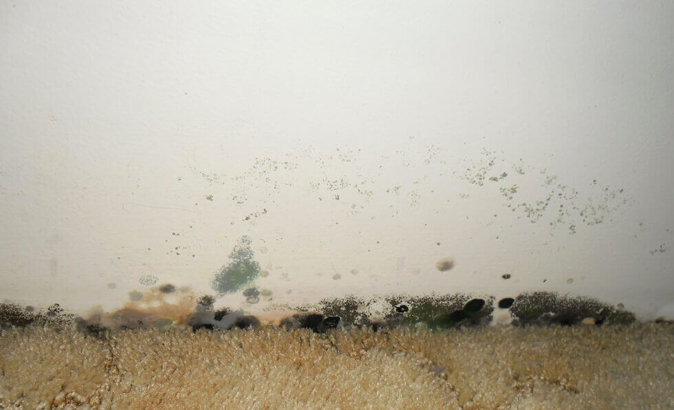 Mould Contamination in Your Home - Should You Be Concerned? - Juvenaire